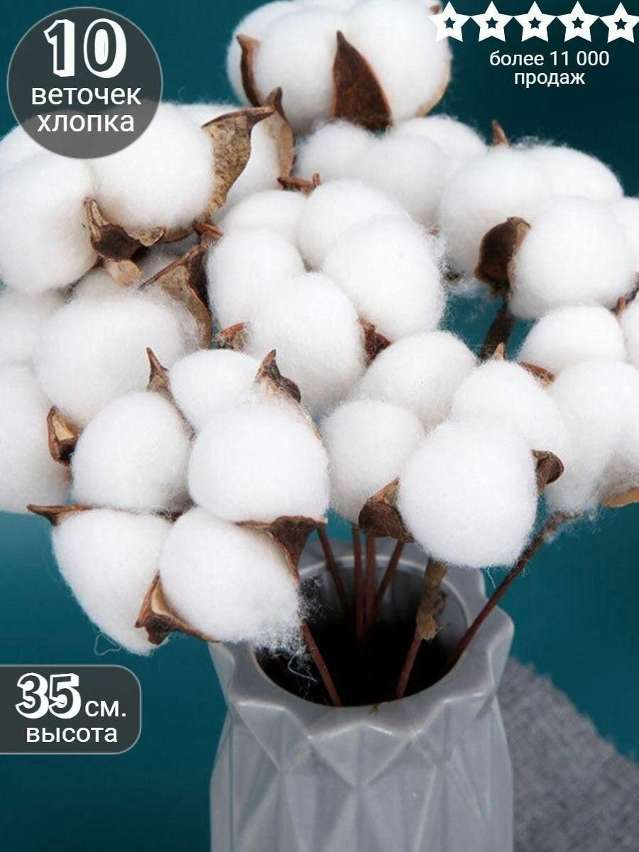 Сухоцветы для декора, Хлопок сухоцвет, белый, 10 шт, высота 25-30 см