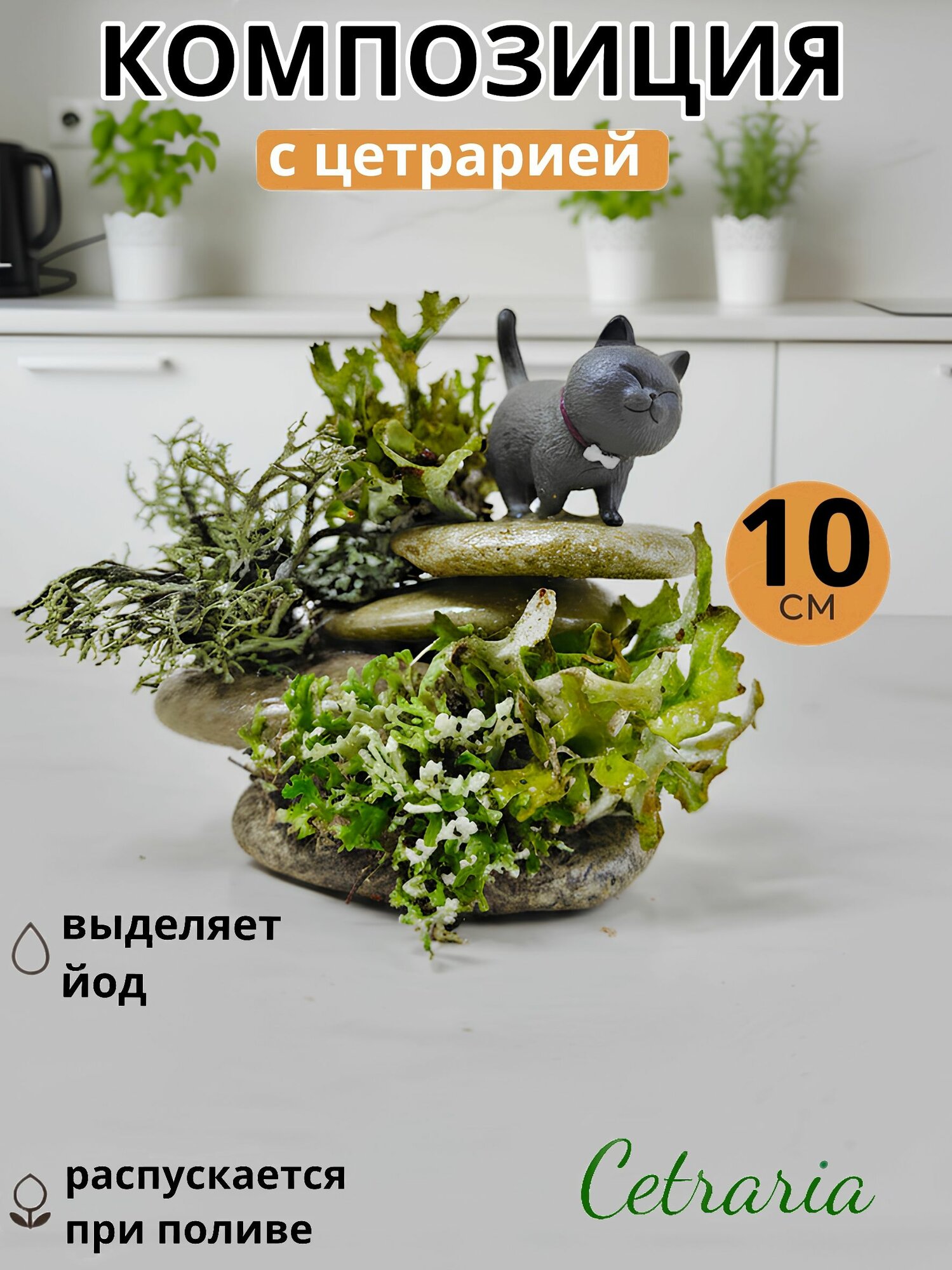 Композиция с Цетрарией Котик для интерьера и на подарок