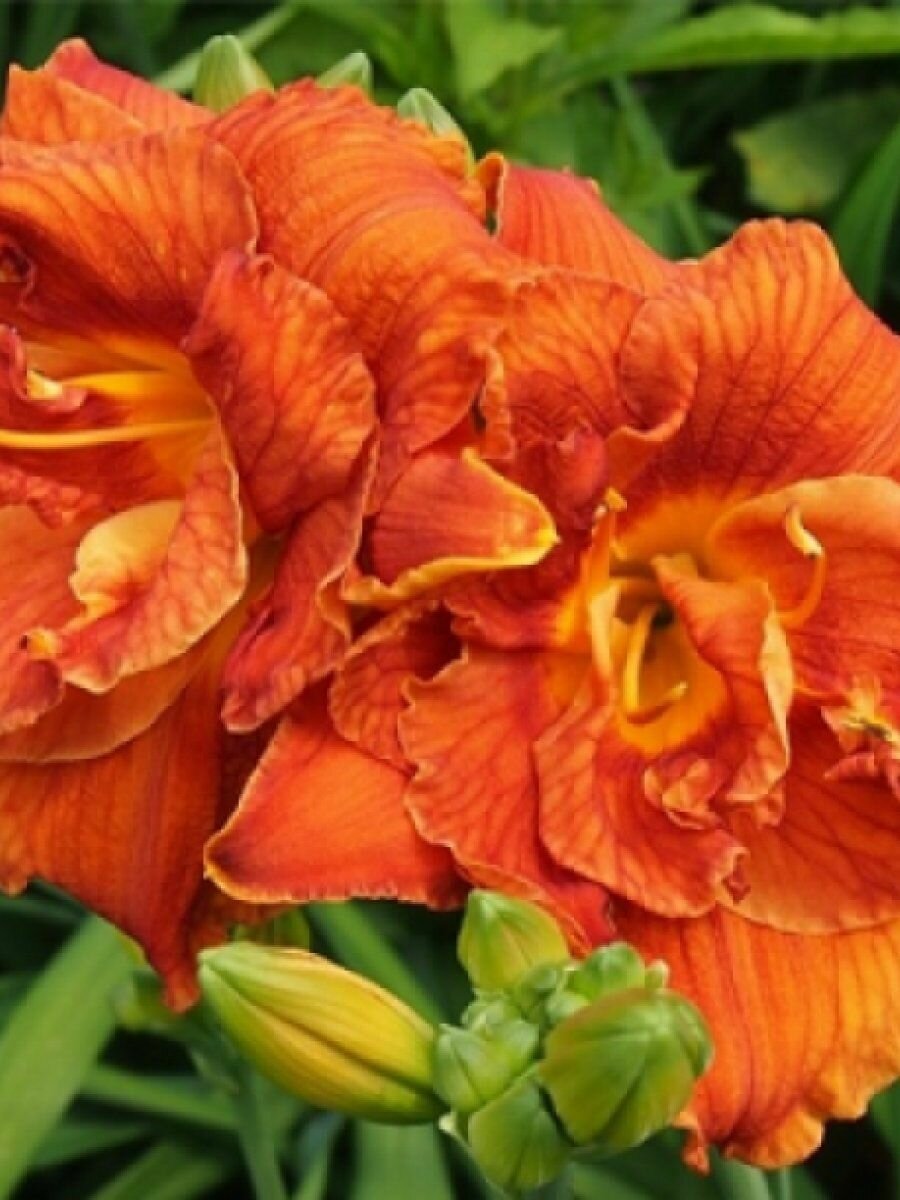 Лилейник Даблишес