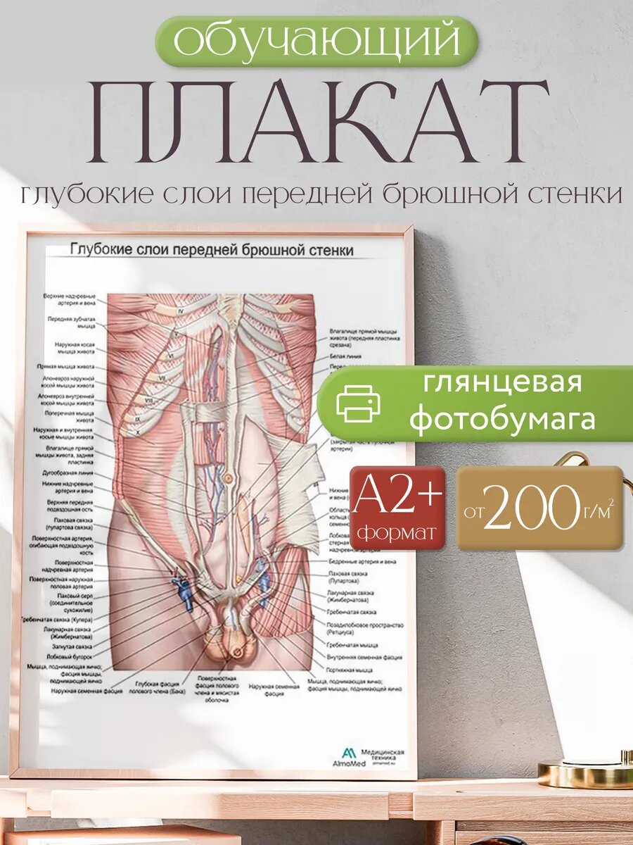 Мышцы живота. Глубокие слои. Вид спереди, плакат глянцевый А2+, плотная фотобумага от 200г/м2
