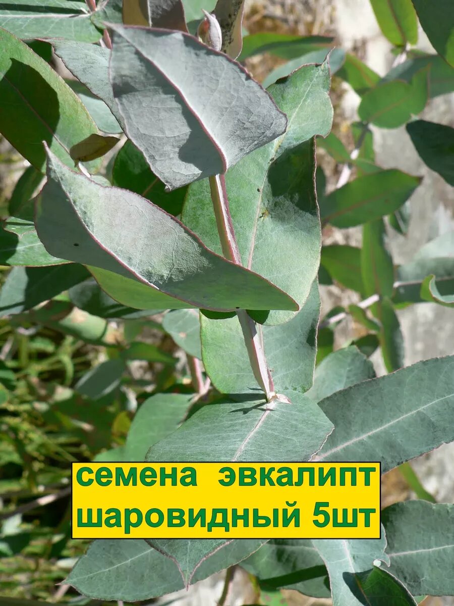 Семена Эвкалипт Шаровидный 5шт