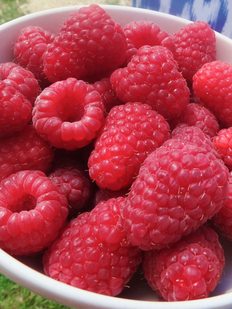 Малина крупноплодная Пшехиба 3 шт / морозостойкий, высокоурожайный сорт