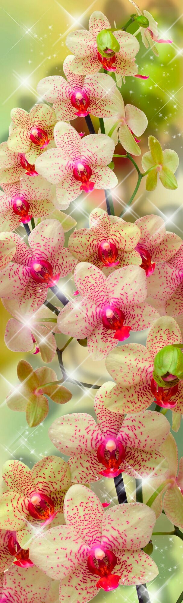 Фотообои Уютная стена "Шикарная ветка Орхидеи" 80х270 см Виниловые Бесшовные (единым полотном)