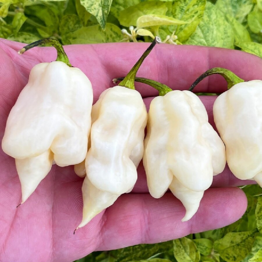 Семена Deodar SEEDS COMPANY Перец острый Trinidad Scorpion Ivory R 5 шт.
