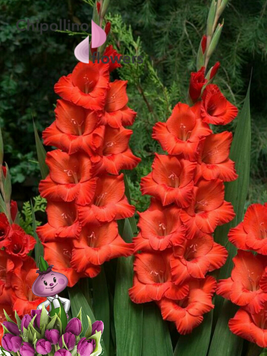 Луковицы цветов, chipollino flowers, Гладиолус FOSTA (5 луковиц)