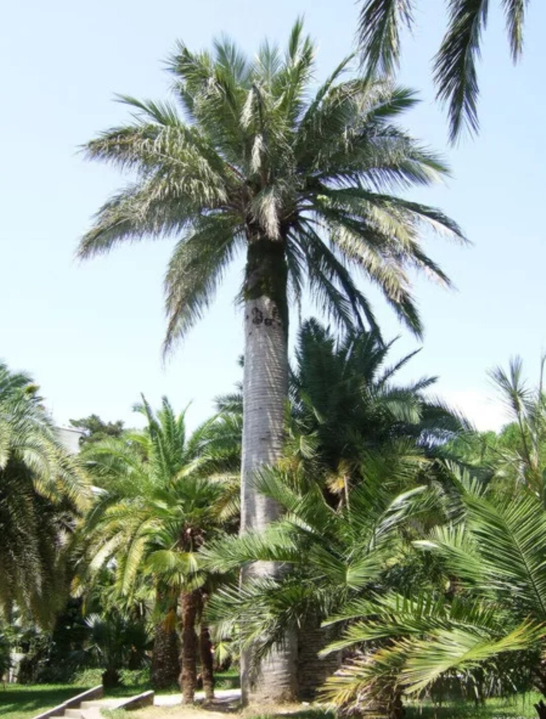 Слоновая пальма чилийская. Семена -2 шт