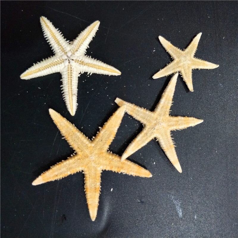 Натуральный набор Морские сокровища для DIY-декора Ракушки, морские звёзды, раковины (0.5-3 см, 500 г/упаковка)