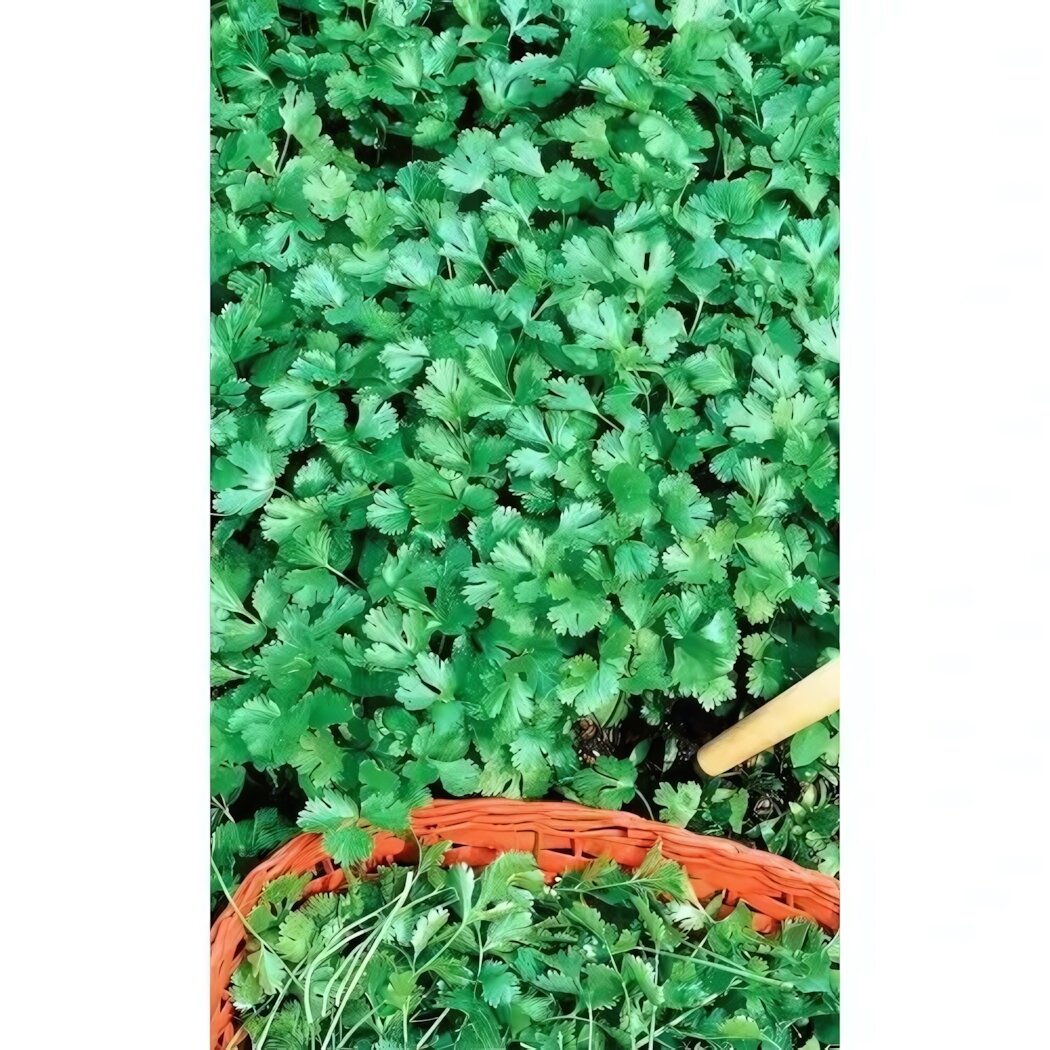 Семена кориандра «Здоровяк» 2 г, среднеспелый сорт, обильная зелень, для открытого грунта