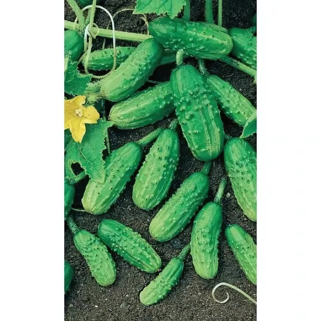 Семена огурца 'Монастырский', для малосольных и консервированных, 10-12 см