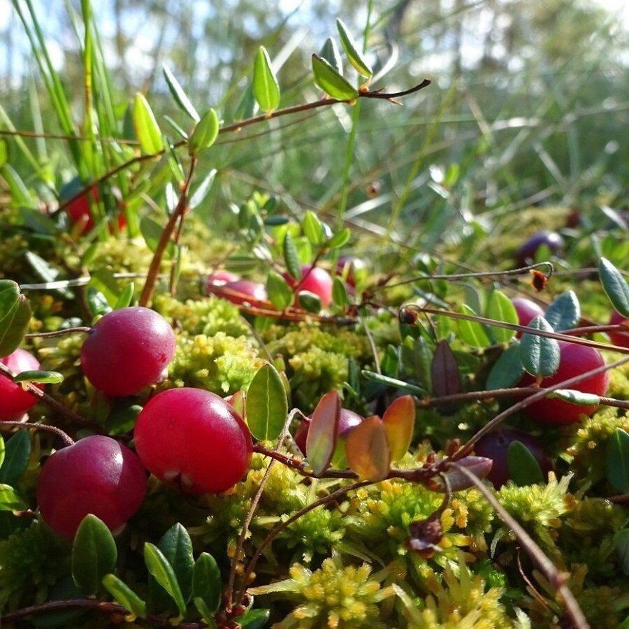 Семена Deodar SEEDS COMPANY Клюква обыкновенная 30 шт.