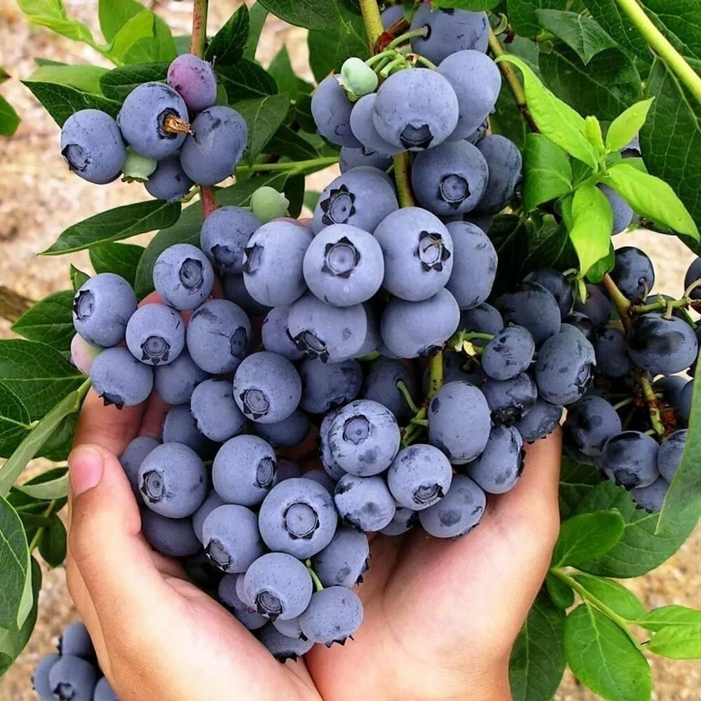 Голубика Дюк, С7, 1 шт