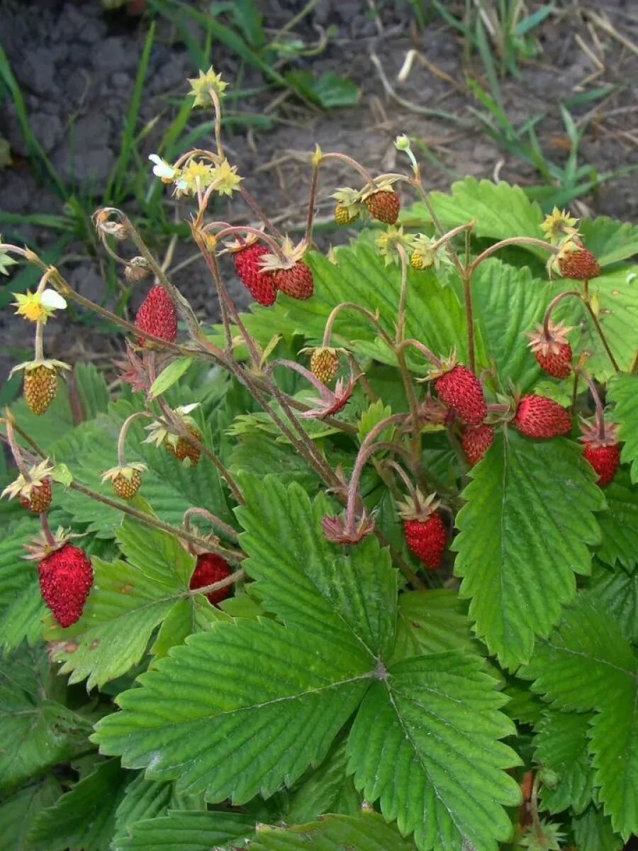 Земляника ремонтантная семена 20 штук