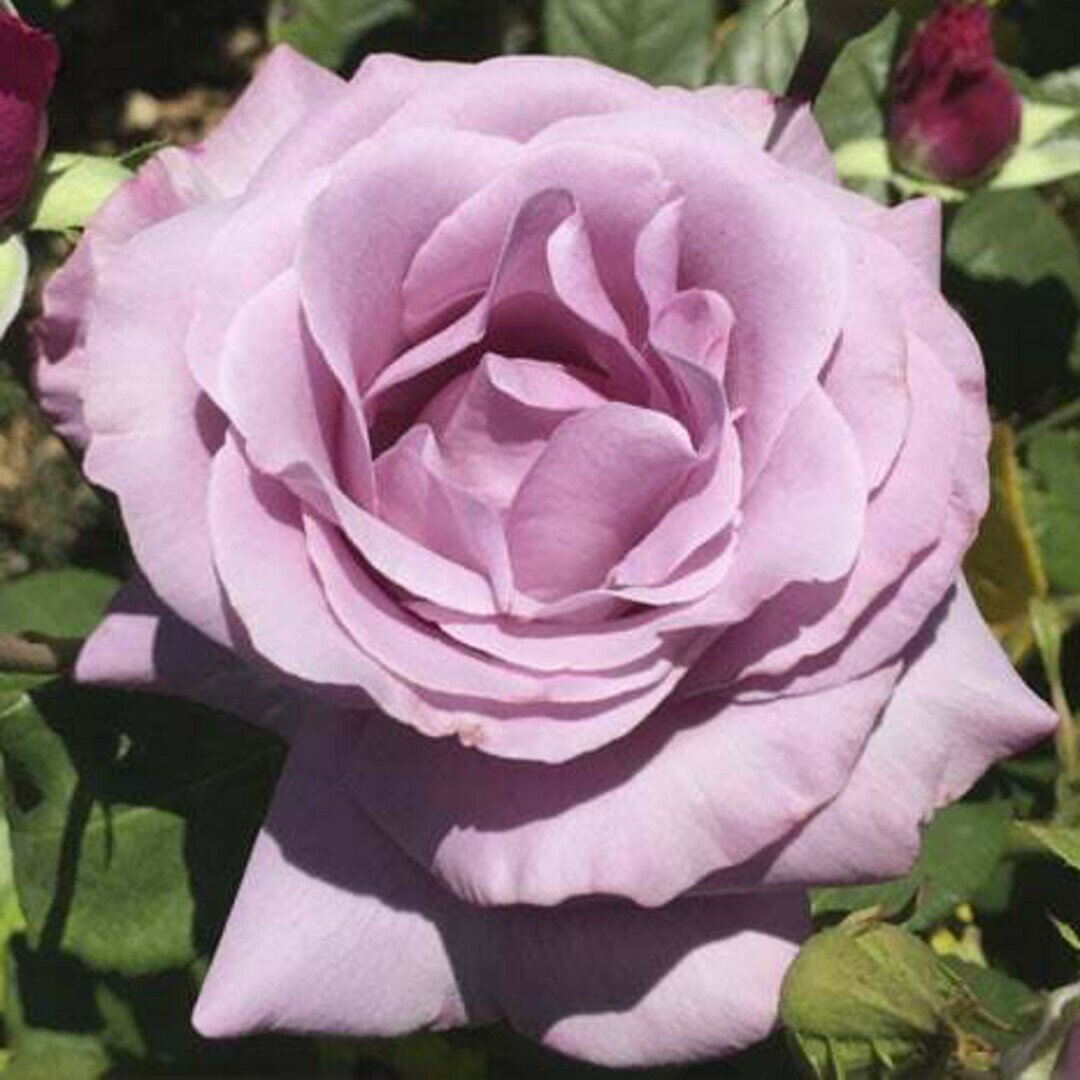 Роза чайно-гибридная Нептун ( Neptune) / 1 шт, ароматный, непрерывноцветущий сорт