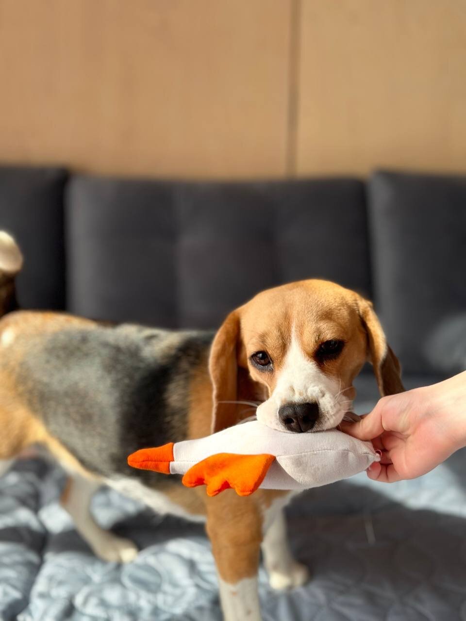 Игрушка для щенков и миниатюрных пород собак AHTEЙKA "Гусь" с пищалкой