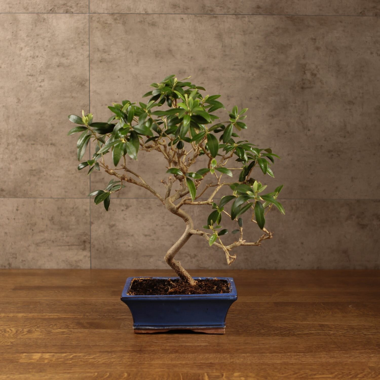 Бонсай Олива европейская 40 см