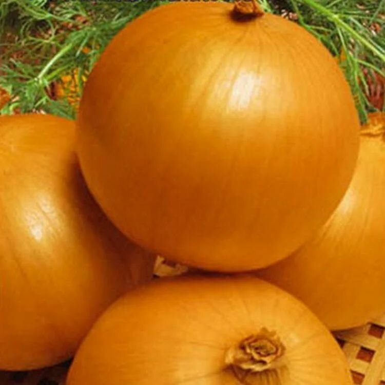 Коллекционные семена лука репчатый Каратальский