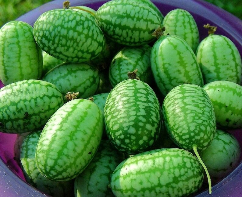 Семена Арбузный огурец "Мелотрия", 10 шт. семян