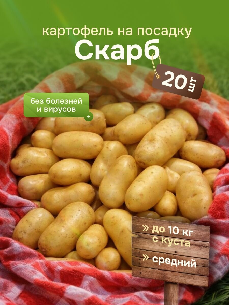 Семенной картофель на посадку Скарб 20 шт (средний)