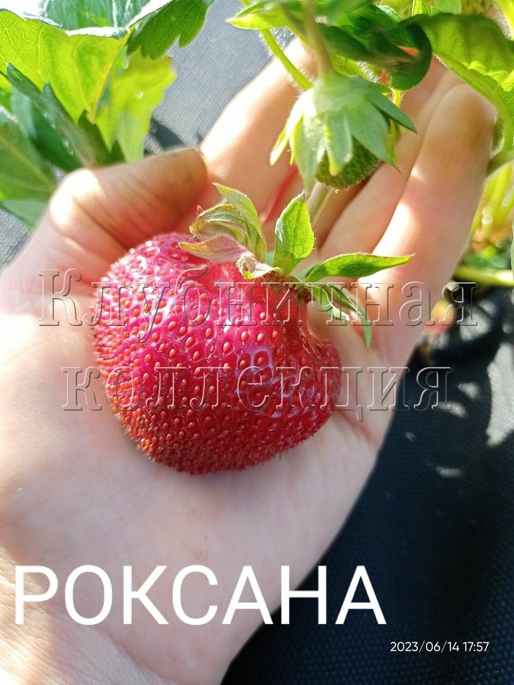 Рассада. Клубника Роксана