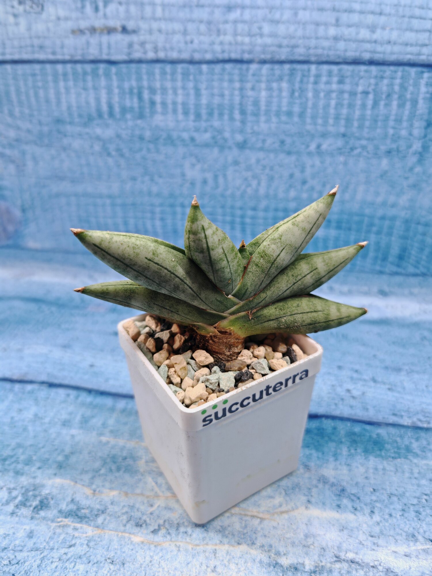 Суккулент Sansevieria Artistic Fan (Сансевиерия). Диаметр горшка 5 см. Субстрат Succuterra Classic и фирменный горшочек в комплекте.