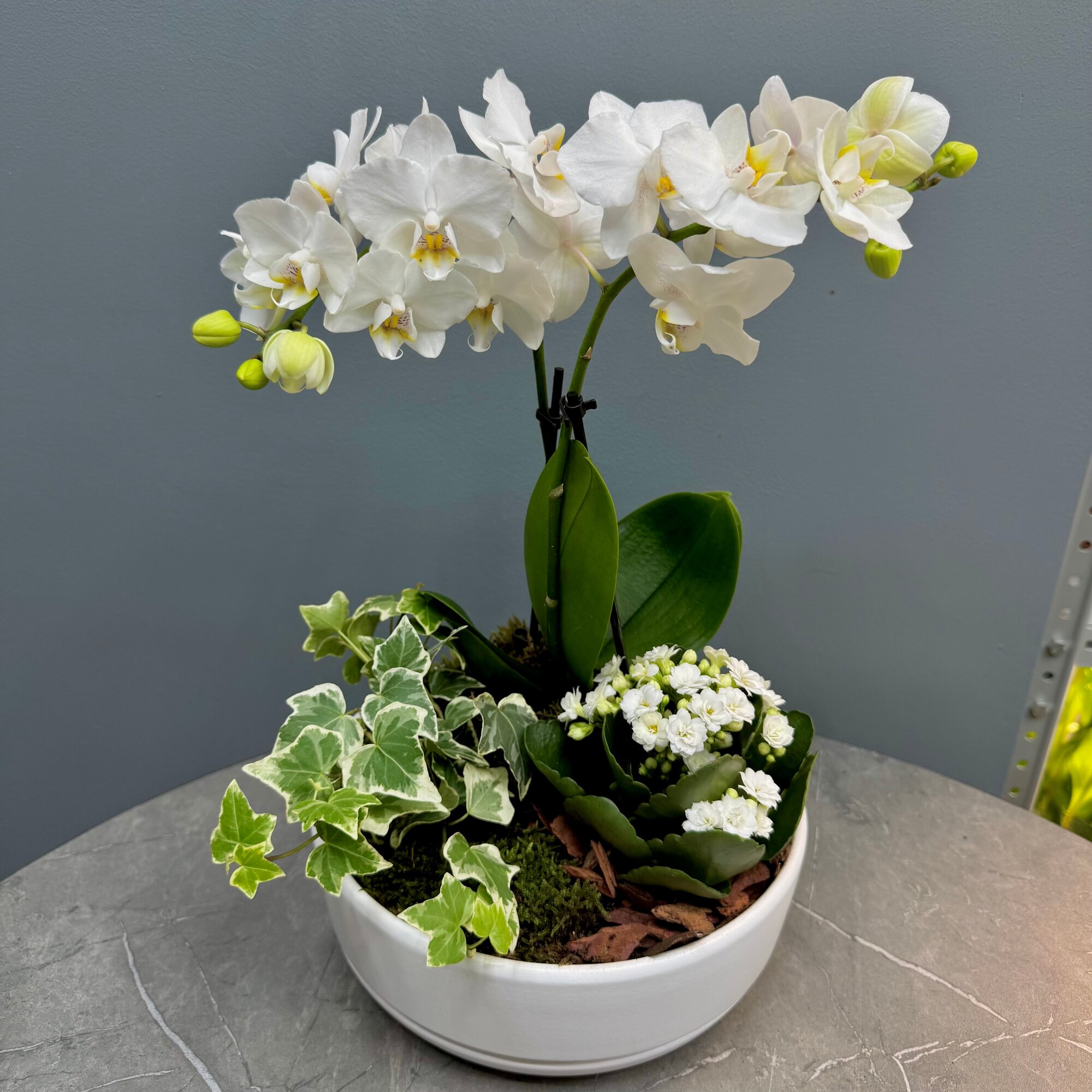 Композиция «Амели» (Орхидея, Каланхоэ, Хедера) от бренда Margo plants.