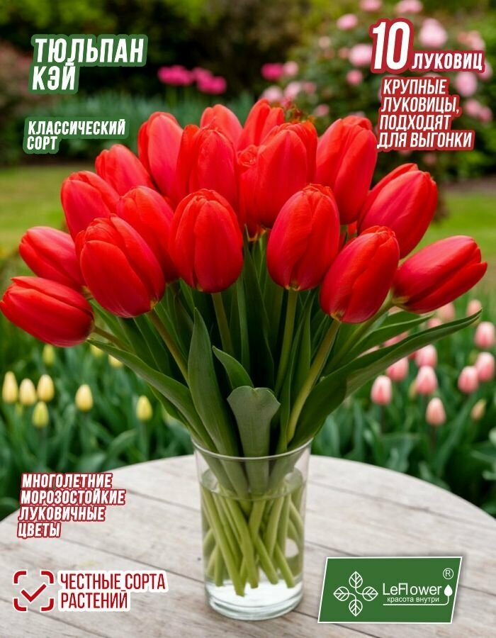 Тюльпан Кэй 10 крупные