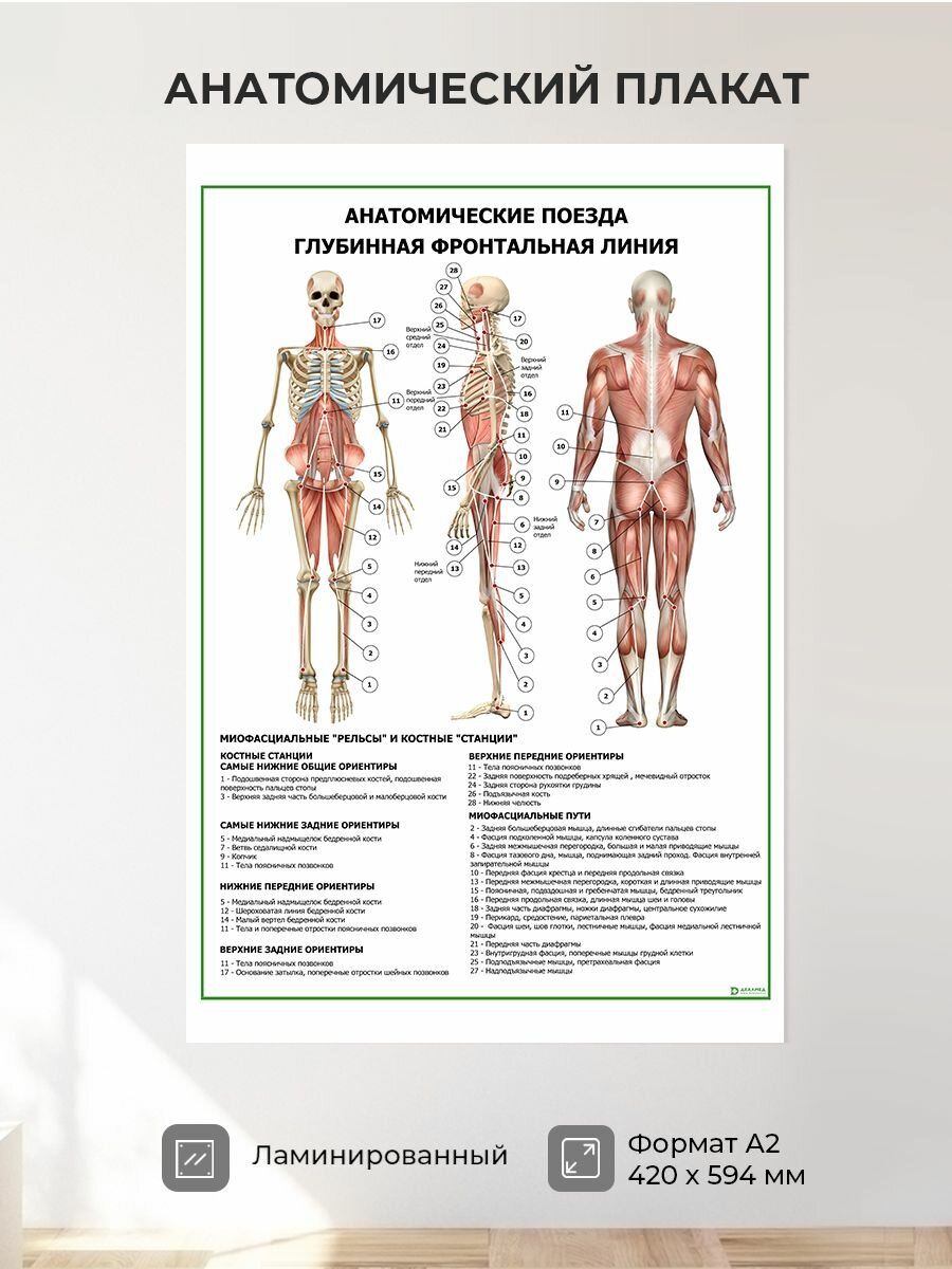 Обучающий медицинский плакат Анатомические поезда. Глубинная фронтальная линия ламинированный А2