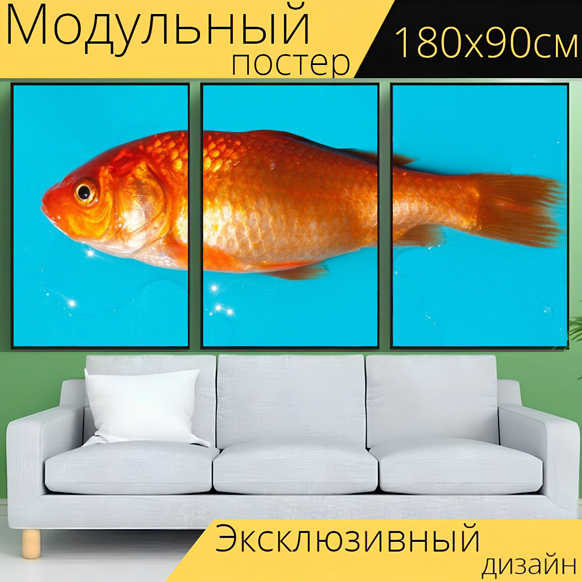 Модульный постер "Золотая рыбка, пресноводная рыба, карп рыба" 180 x 90 см. для интерьера на стену в тубусе