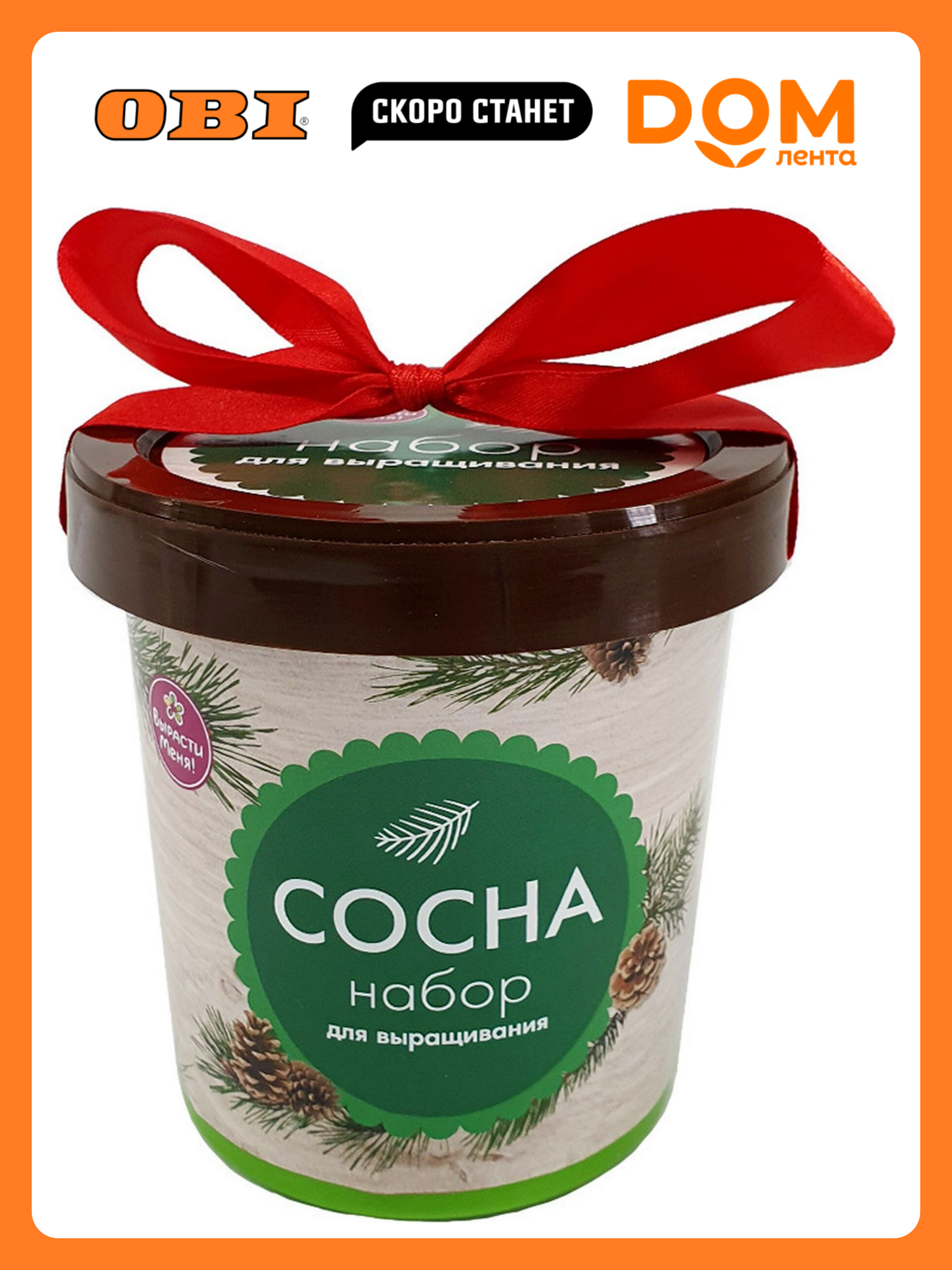 Набор для выращивания Happy Plant "Сосна", ботаника, выращивание растений, адвент-календарь