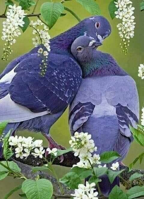 Алмазная живопись "Голуби влюблены", 5D, круглая, 40x50 см. Производитель: Brose Art.