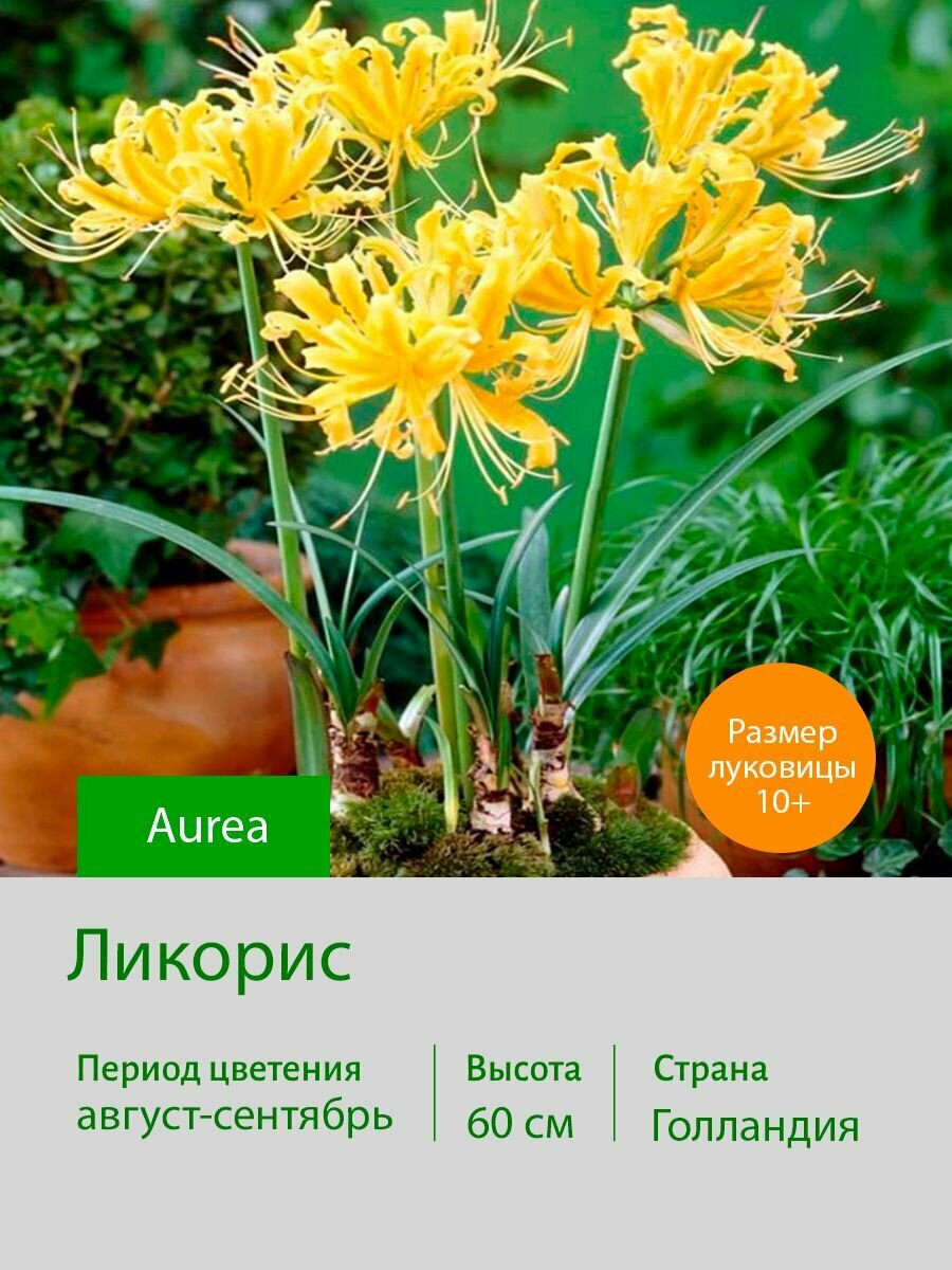 Ликорис Ауреа (Aurea) луковица 1 шт сотка