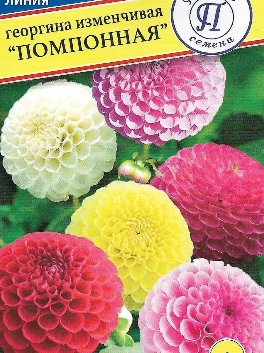Георгина изменчивая Помпонная 10 шт, Семена Престиж