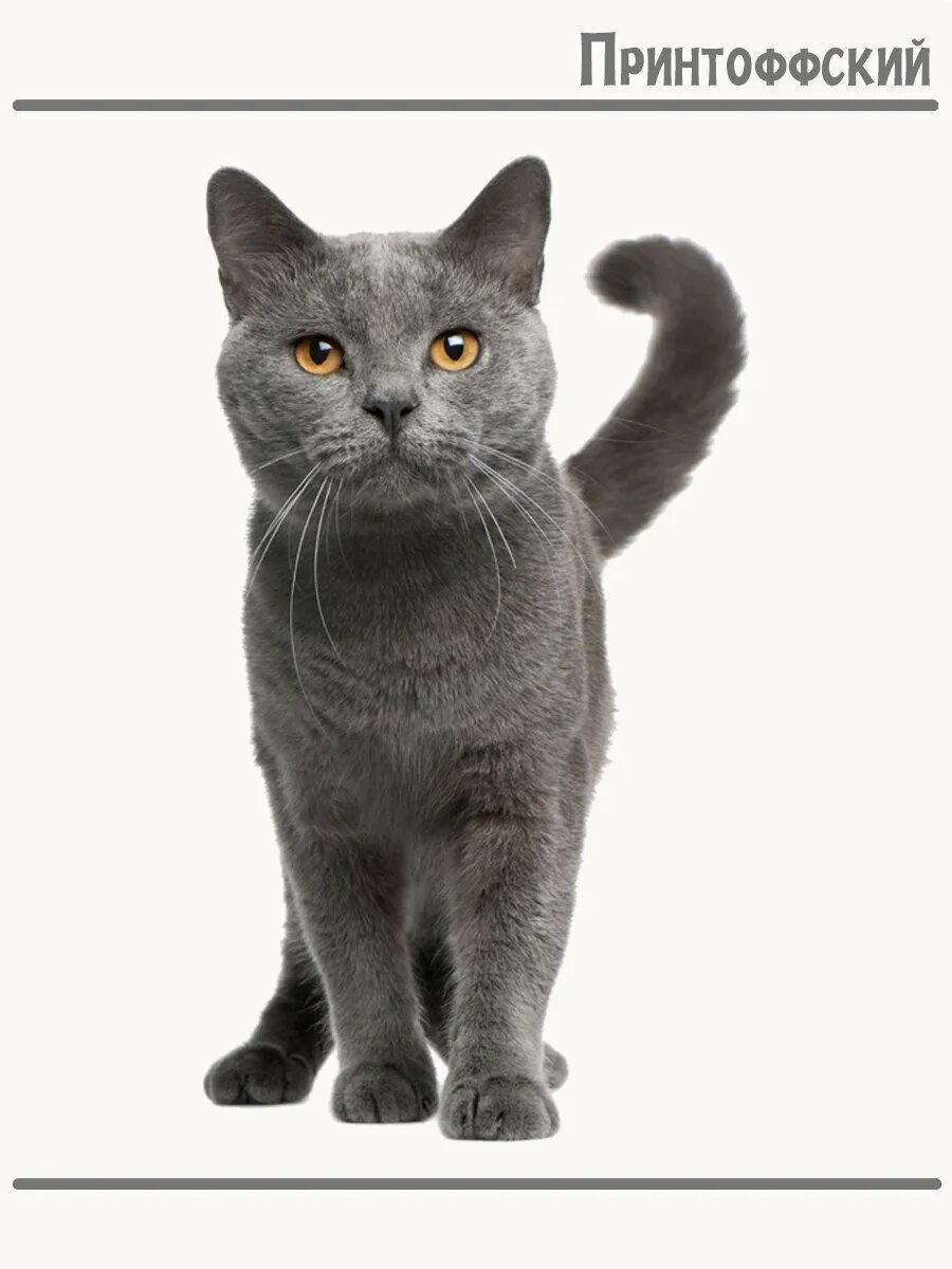 Термонаклейка для одежды и аксессуаров DTF-печать chartreux cat красивый котик