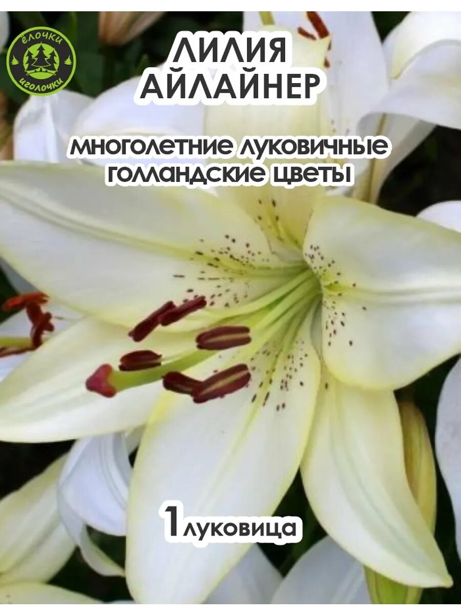 Лилия Луковица, Айлайнер, 1 шт