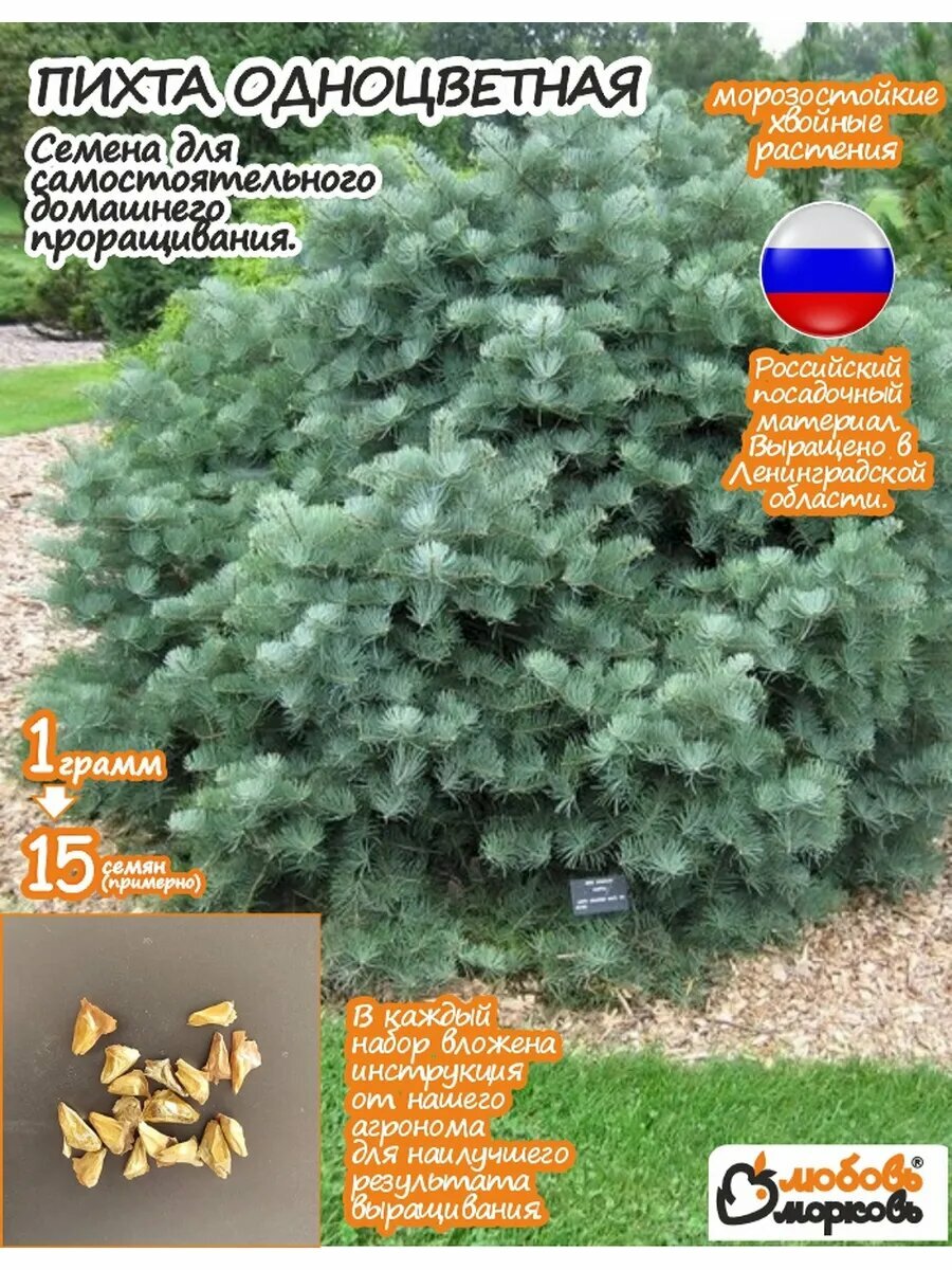 Семена, Пихта Одноцветная, 1 грамм