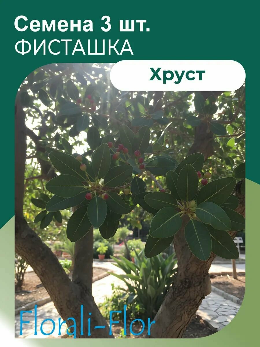 Фисташка Семена