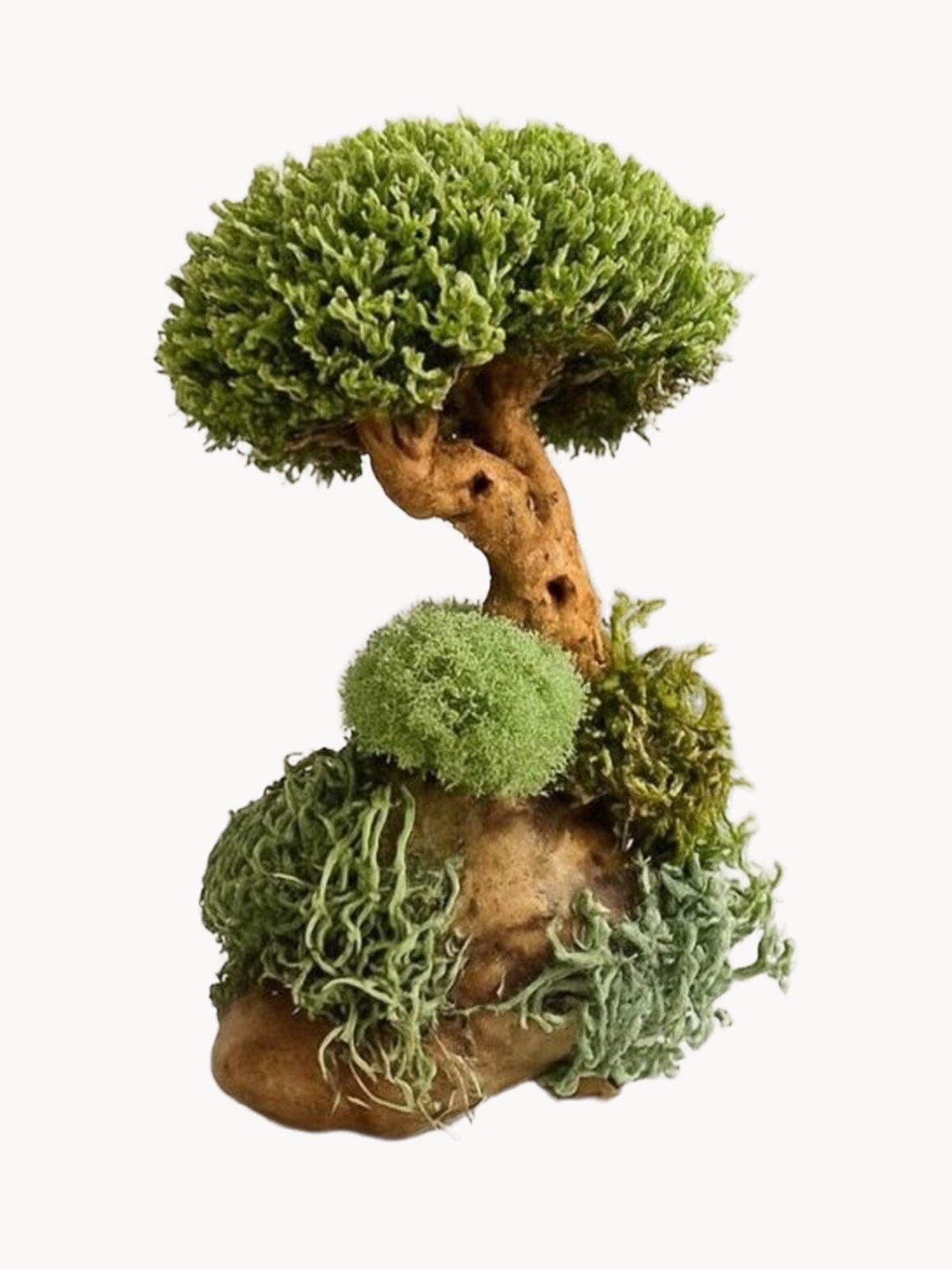 Декоративное дерево из мха цетрарии для дома и офиса. Украшение настольное.