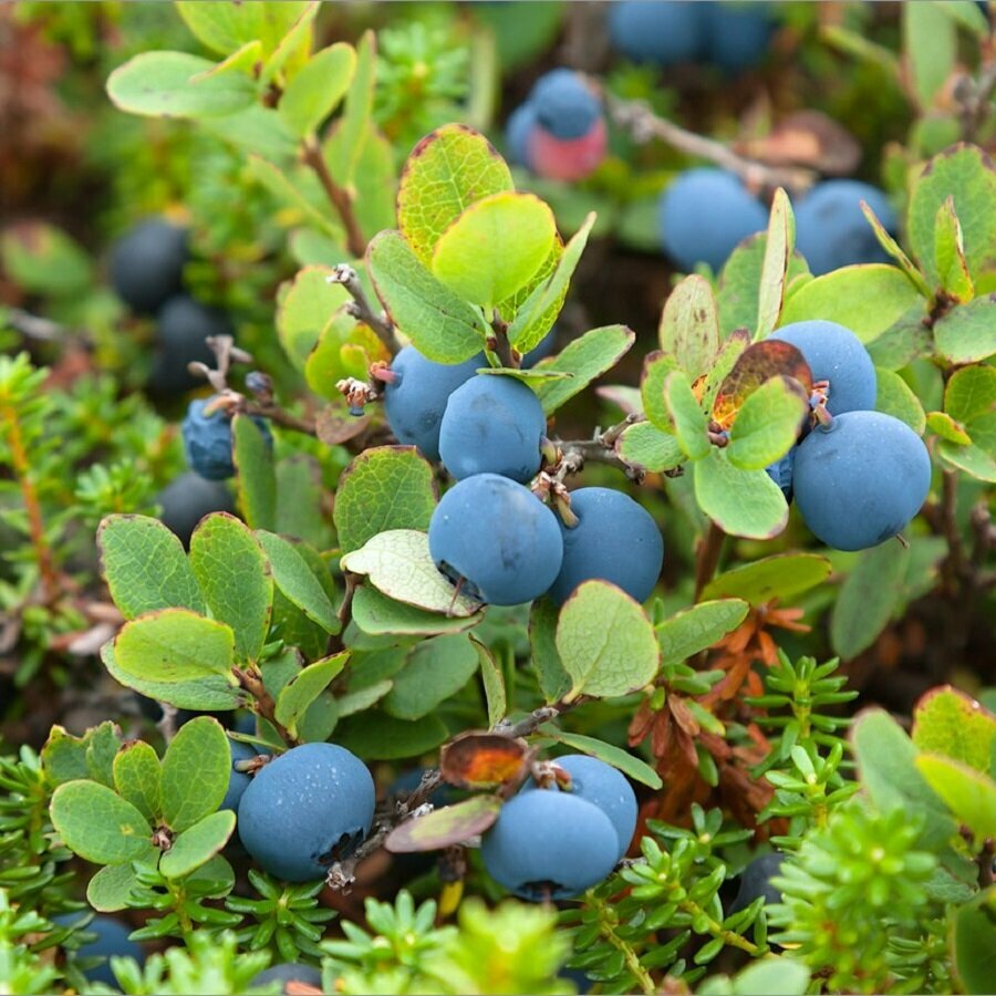 Семена Deodar SEEDS COMPANY Голубика обыкновенная 15 шт.