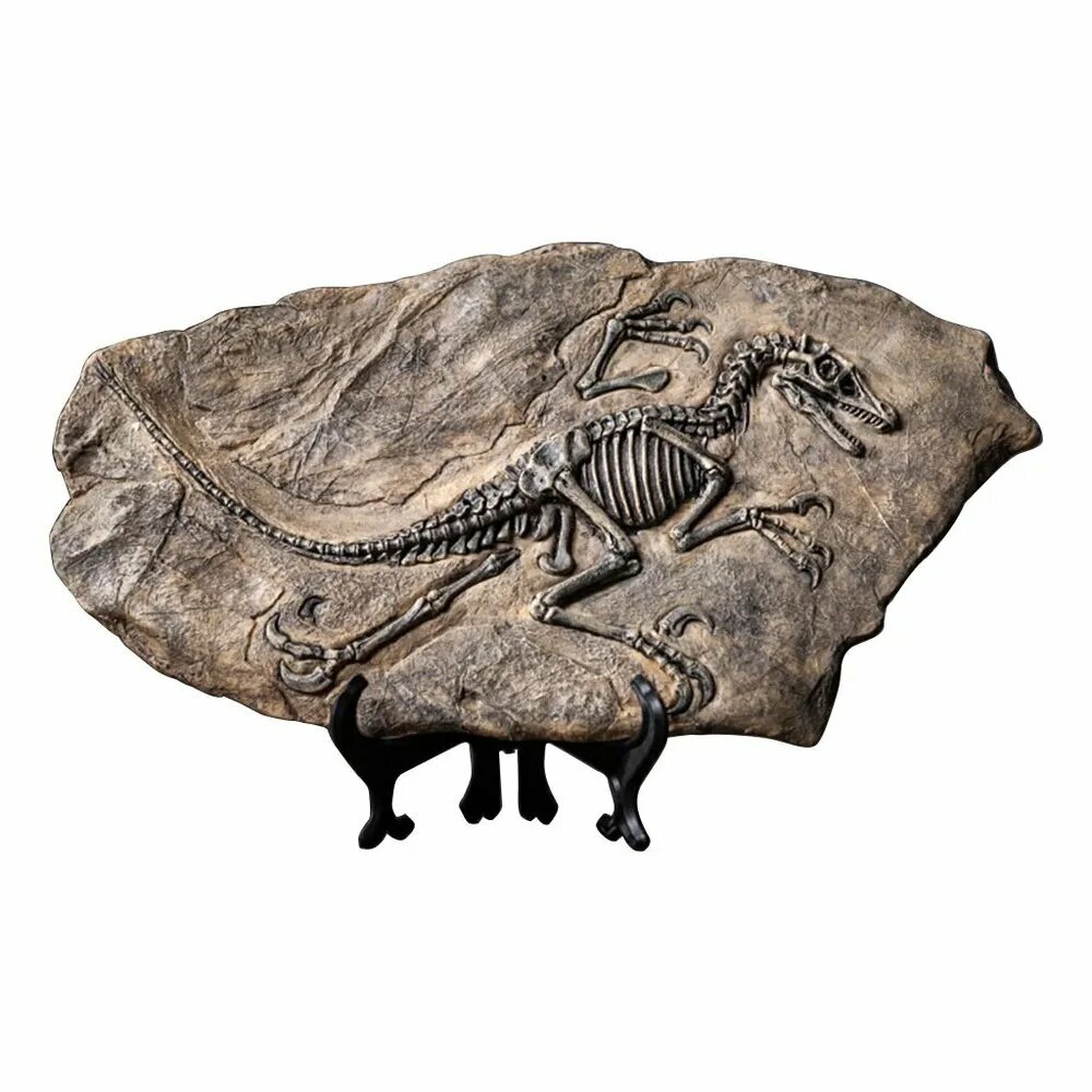 (1 шт.) Украшение из окаменелостей американского динозавра-A