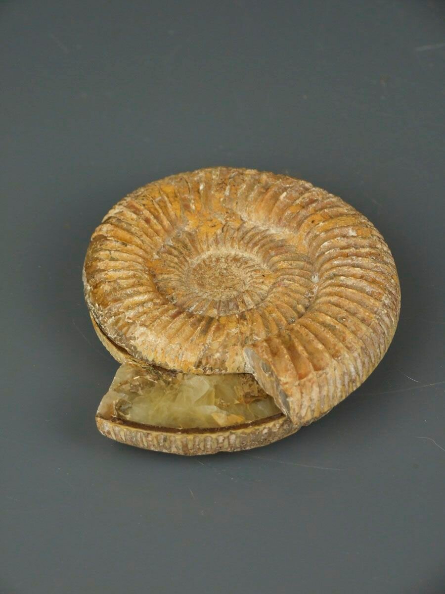 Аммонит Perisphinctes 8x7 см - Мадагаскар