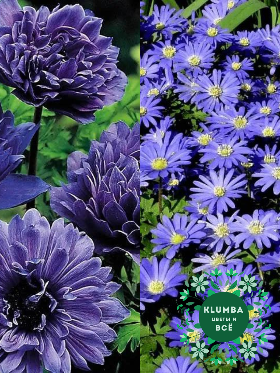 Луковицы цветов , Клумба , Луковицы Анемона LORD LIUETENANT 10 шт \ Луковицы Анемона BLUE SHADES 10 шт ( 20 шт )