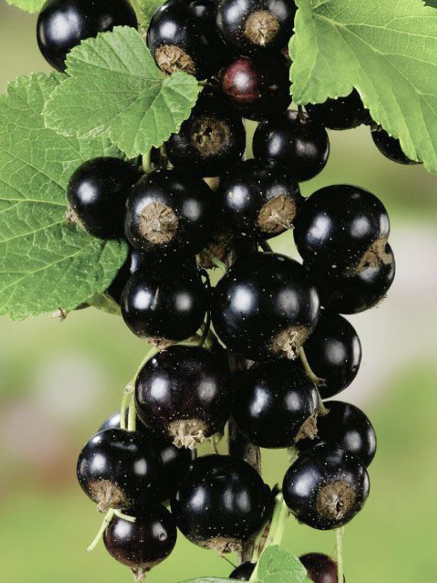 Смородина черная Ядреная 2 шт / многолетний, морозостойкий сорт