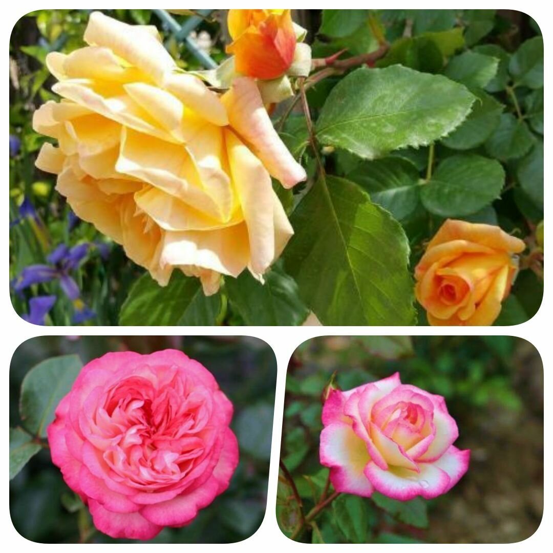 Комплект плетистых роз Хендель 3 шт