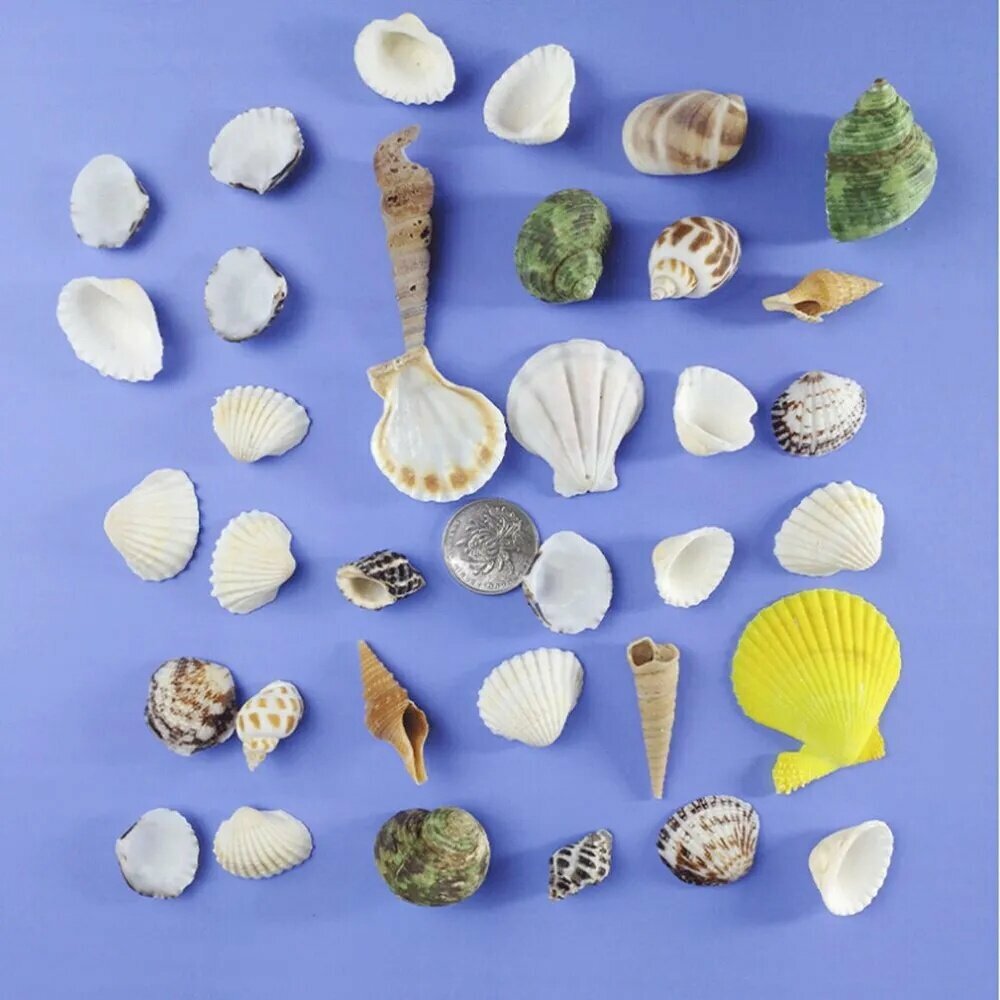 Ракушки Для Украшения И Рукоделия, Разноцветные Природные Ракушки, 500г