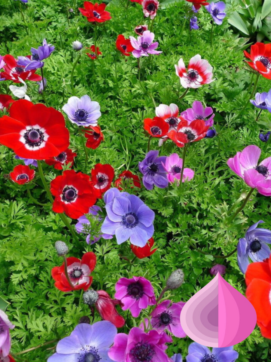 Луковицы цветов, bulbs servise, Анемоны Биг Микс окрасок 30 штук