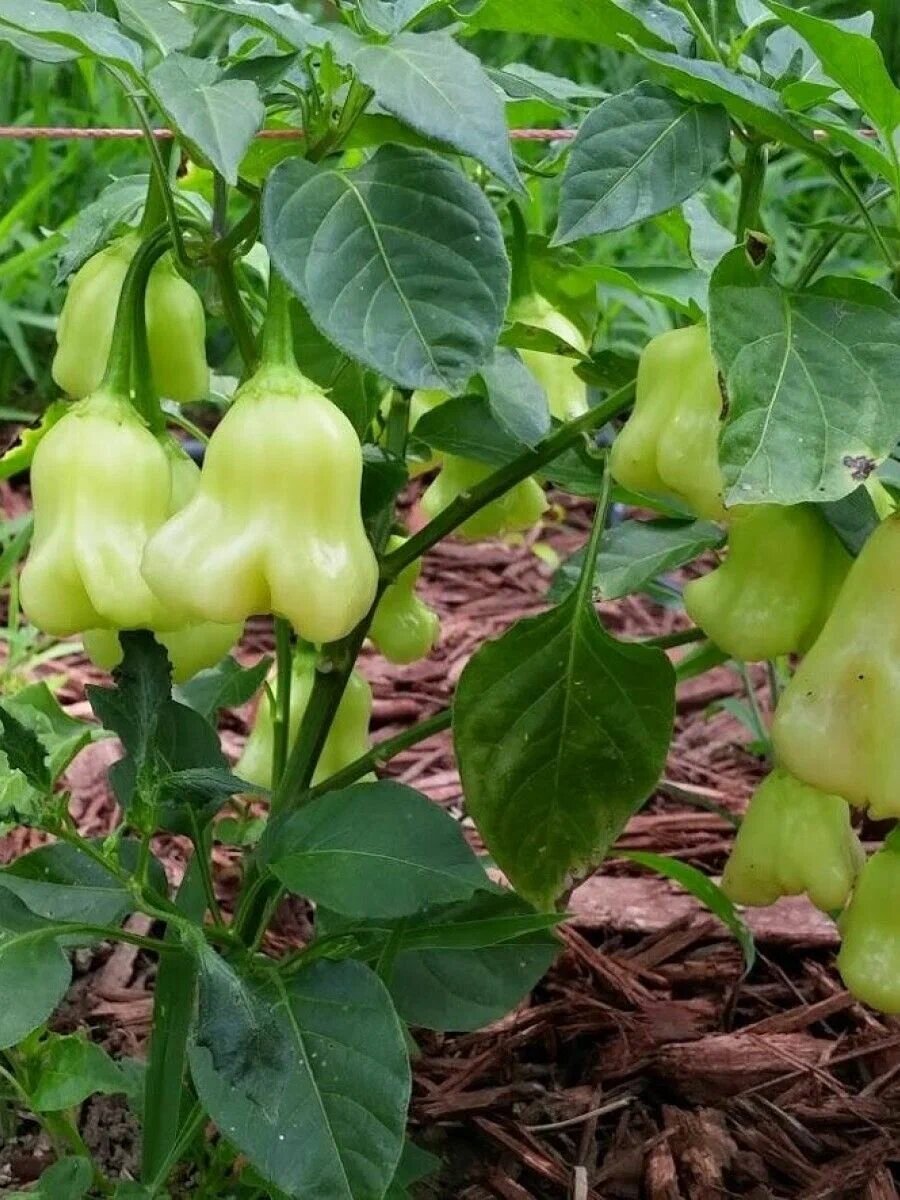 Фэнтези острый перец белый семена суперурожайный низкорослый