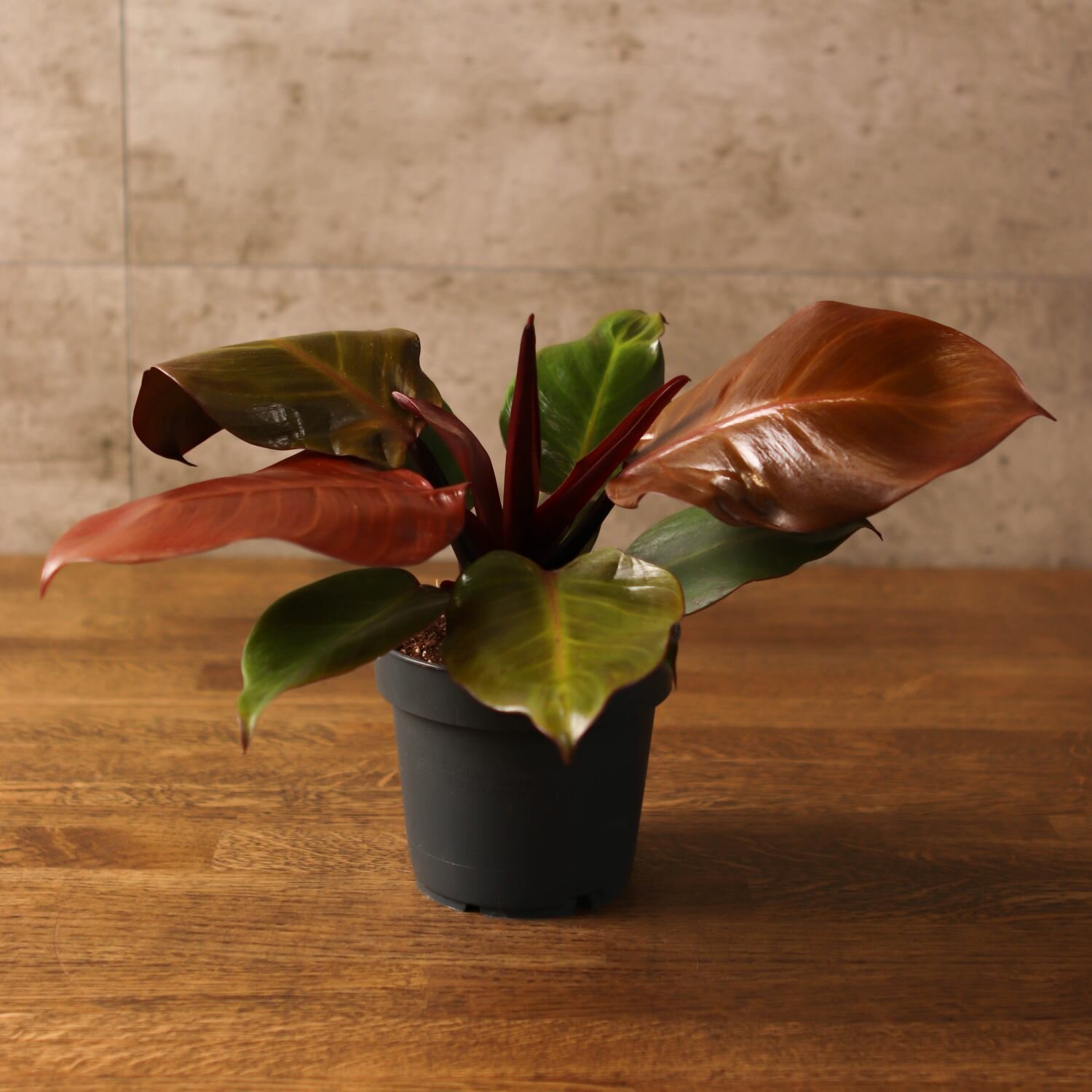 Филодендрон Черри Ред 30/12