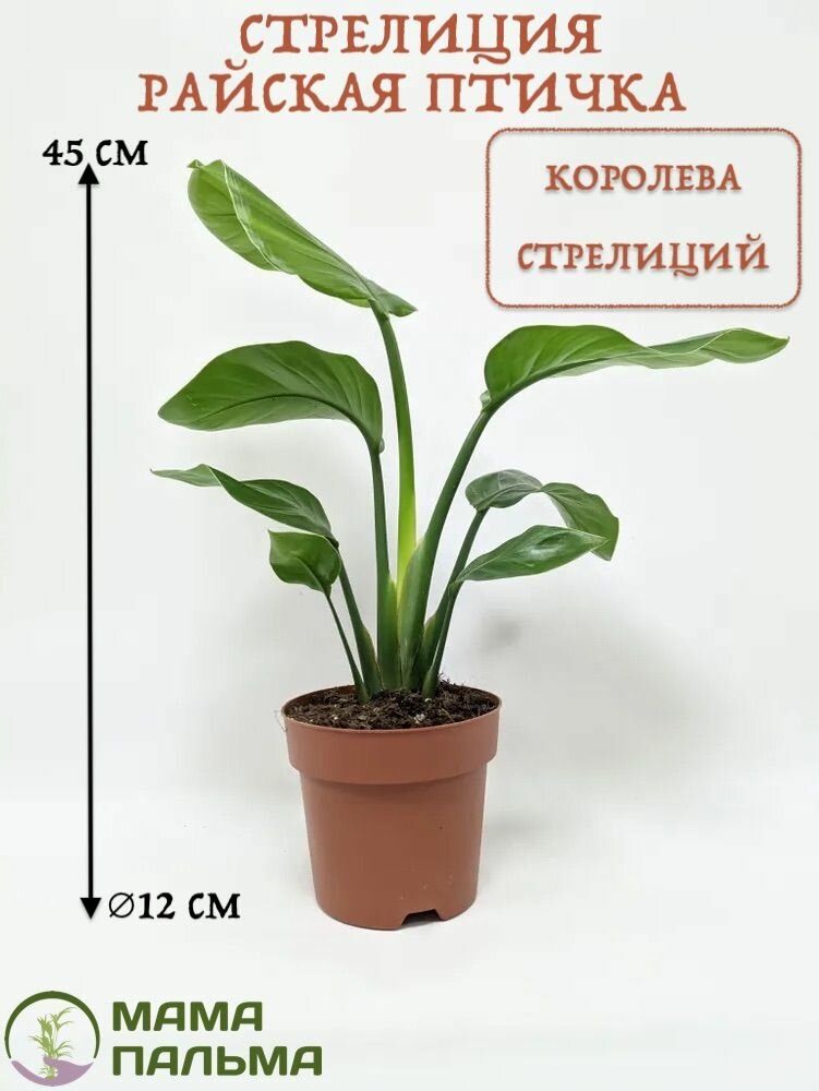 Живое растение Стрелиция Райская Птичка Николая в горшке D12 высота 45 см