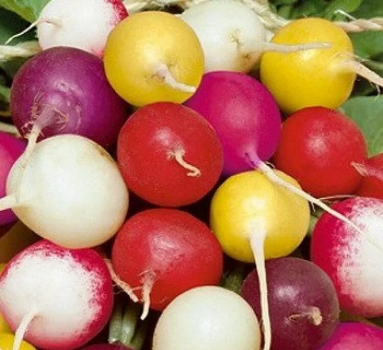 Коллекционные семена редиса Летняя Фантазия