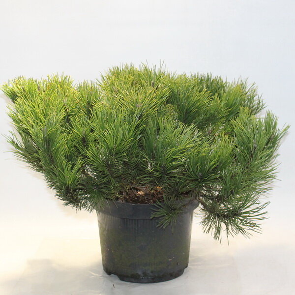 Сосна горная Мугус 881451, морозостойкая, высота 50см, диаметр кроны 100см